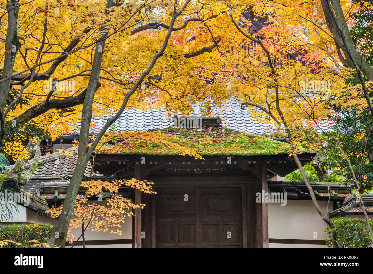 Autumn colour in Japan. Daitoku-ji, Kyoto. Colourful autumn foliage ...