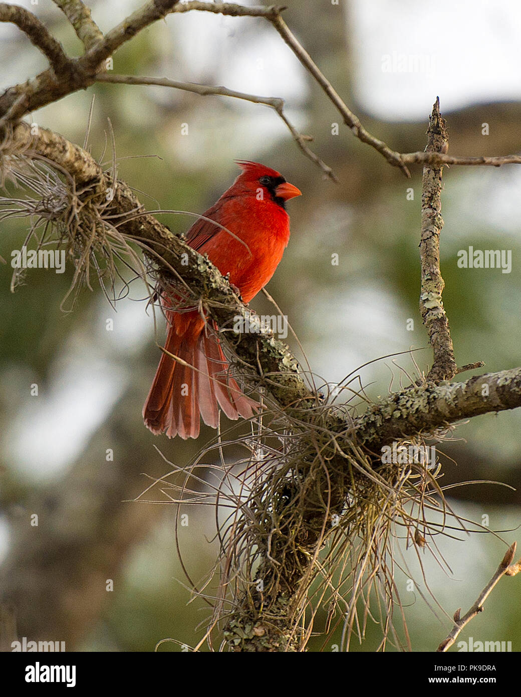 Cardinal male bird photography hi-res stock photography and images - Alamy
