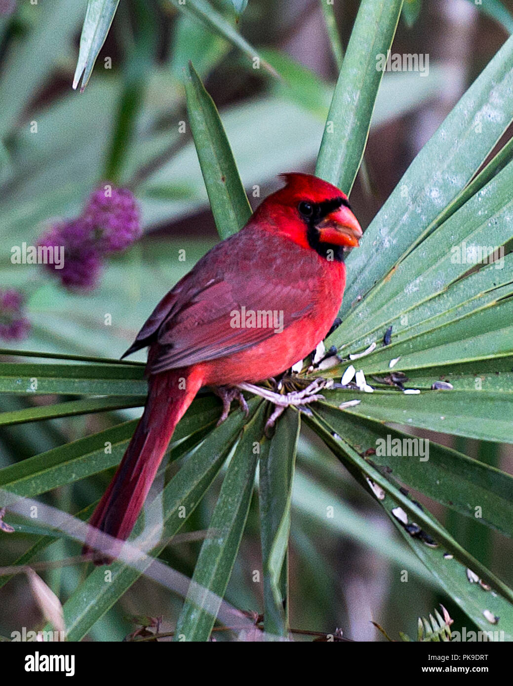 Cardinal Male and its surrounding Stock Photo - Alamy