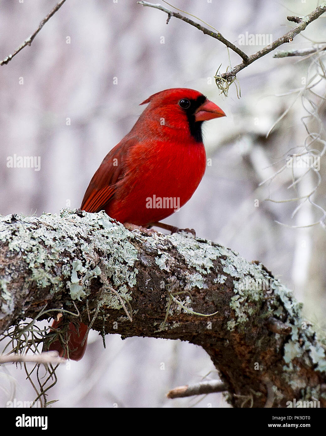 Cardinal male bird photography hi-res stock photography and images - Alamy