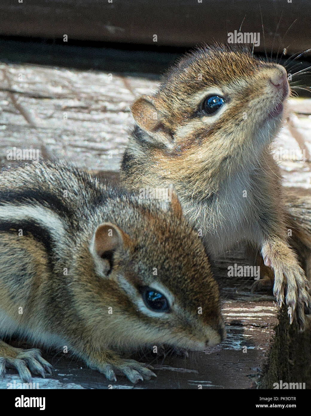 Chipmunk animal babies in their environment and surrounding exposing ...