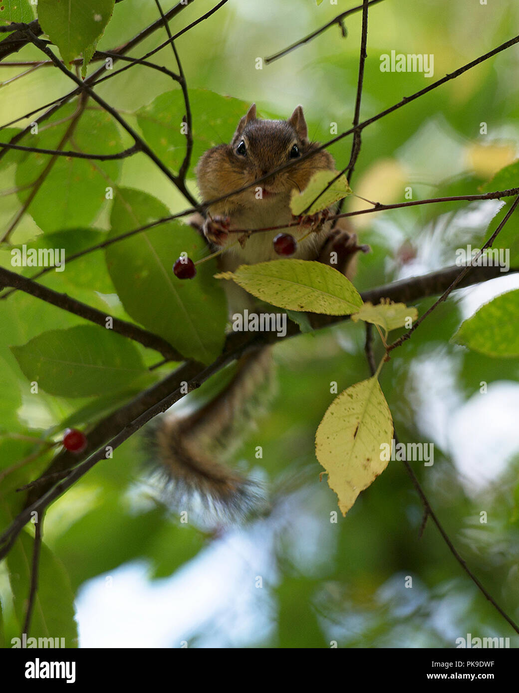 Chipmunk animal stock photos hi-res stock photography and images - Alamy