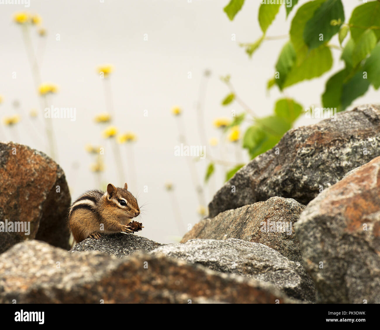 Chipmunk animal in the forest with a foliage background in its ...