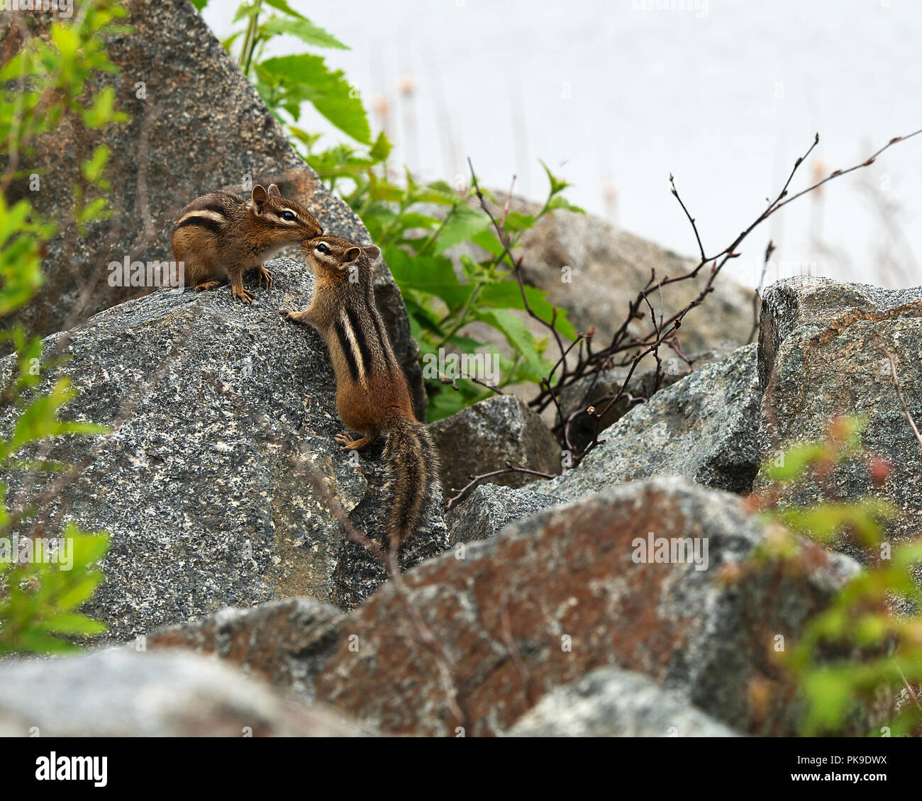 Chipmunk calendar photos hi-res stock photography and images - Alamy