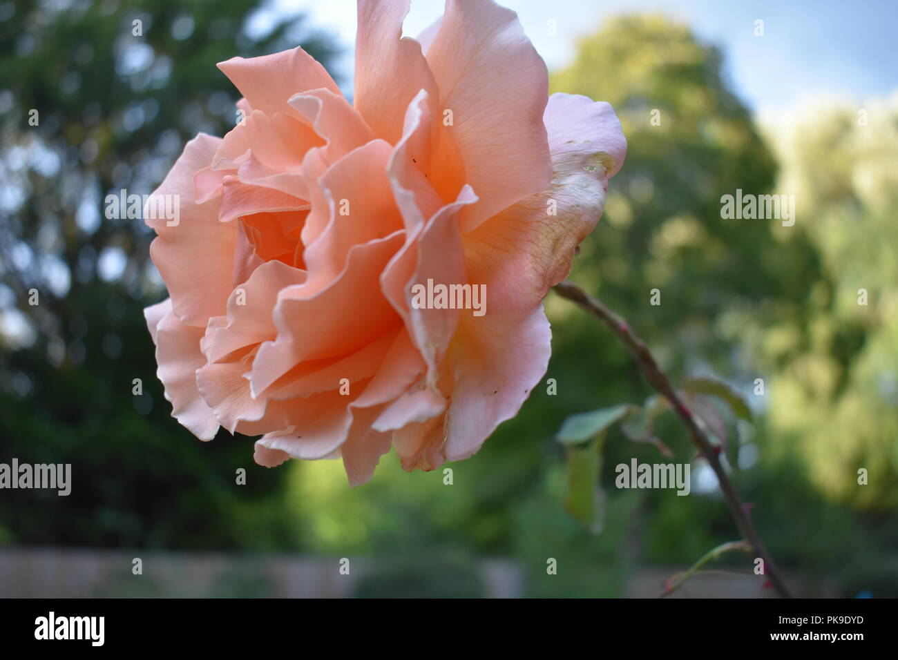 Rose flower profile in garden hi-res stock photography and images - Alamy