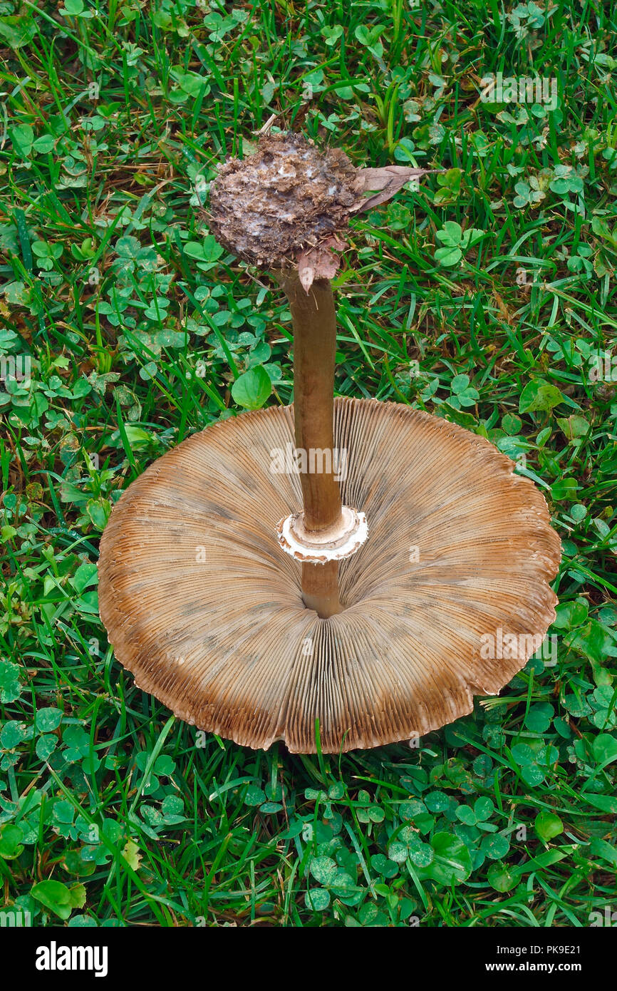 False parasol hi-res stock photography and images - Alamy