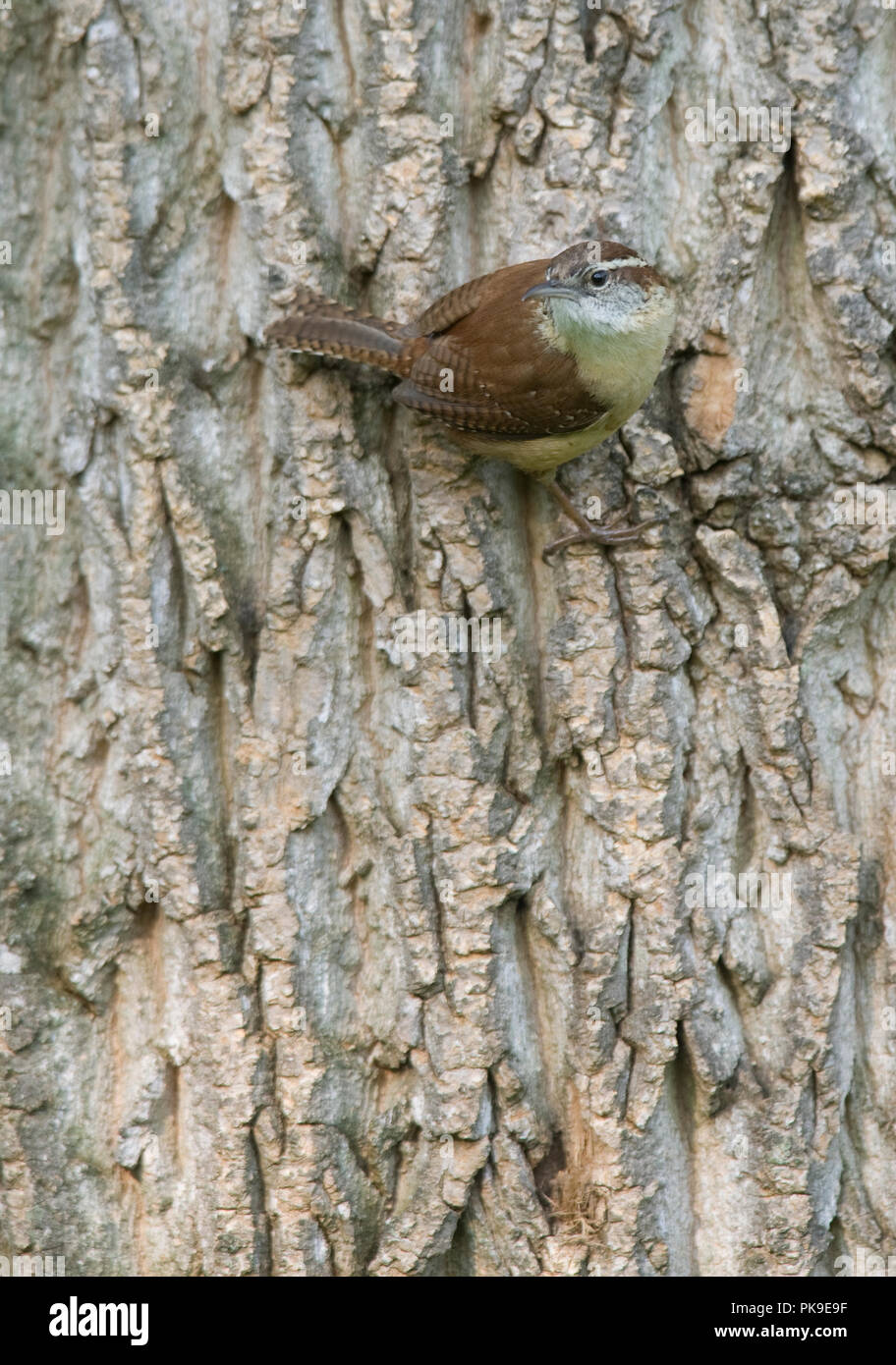 Spotted wren hi-res stock photography and images - Alamy
