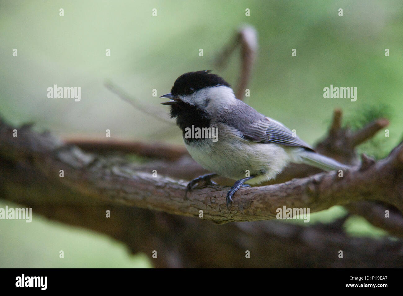 Black capped chickadee parus atricapillus tufted hi-res stock ...