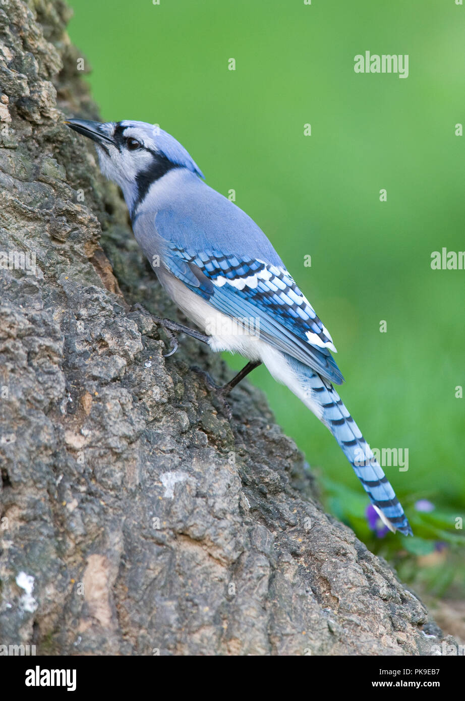 Blue jay :: Cyanocitta cristata Stock Photo - Alamy