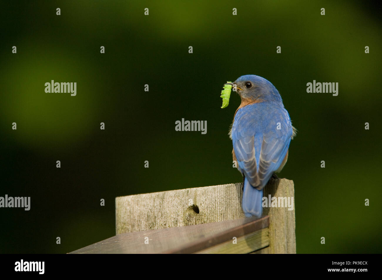 Eastern Bluebird :: Sialia sialis Stock Photo - Alamy
