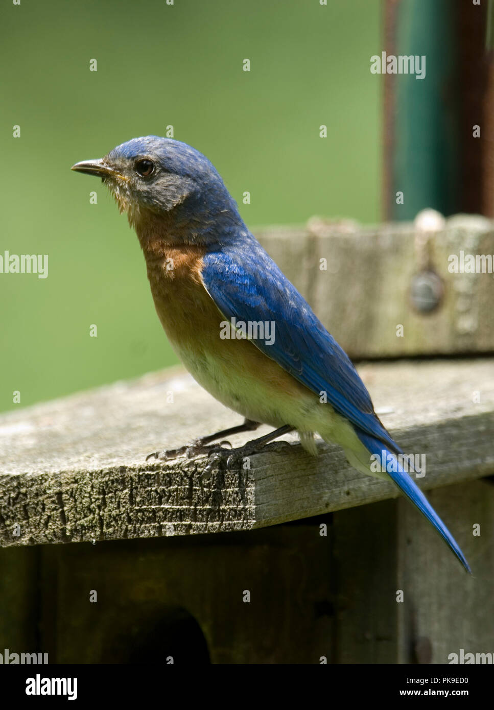 Eastern Bluebird :: Sialia sialis Stock Photo - Alamy