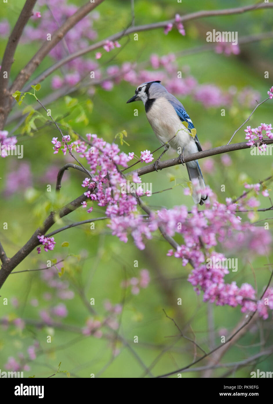 Blue jay :: Cyanocitta cristata Stock Photo - Alamy