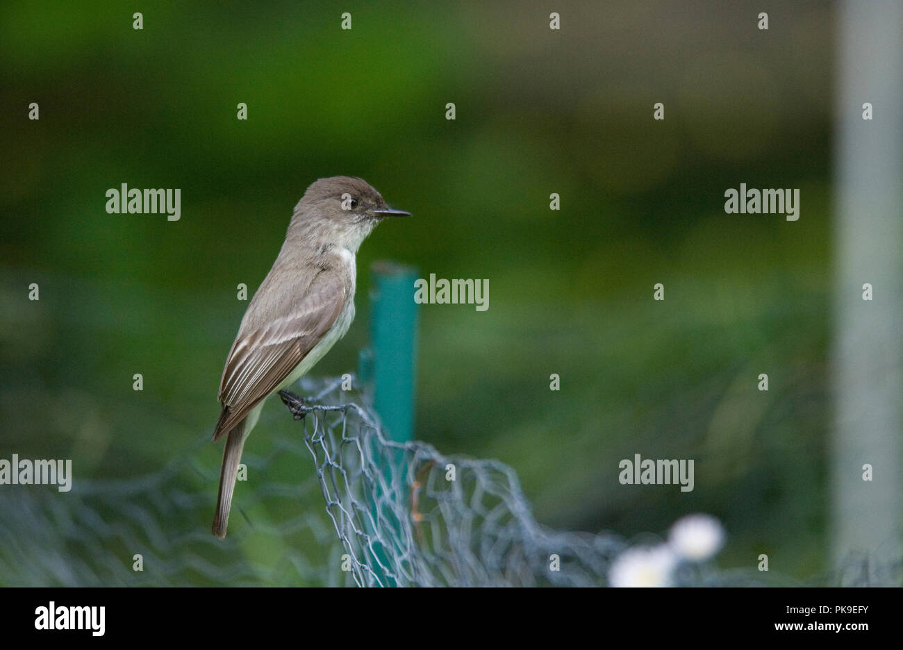 Eastern Phoebe; Sayornis phoebe Stock Photo - Alamy