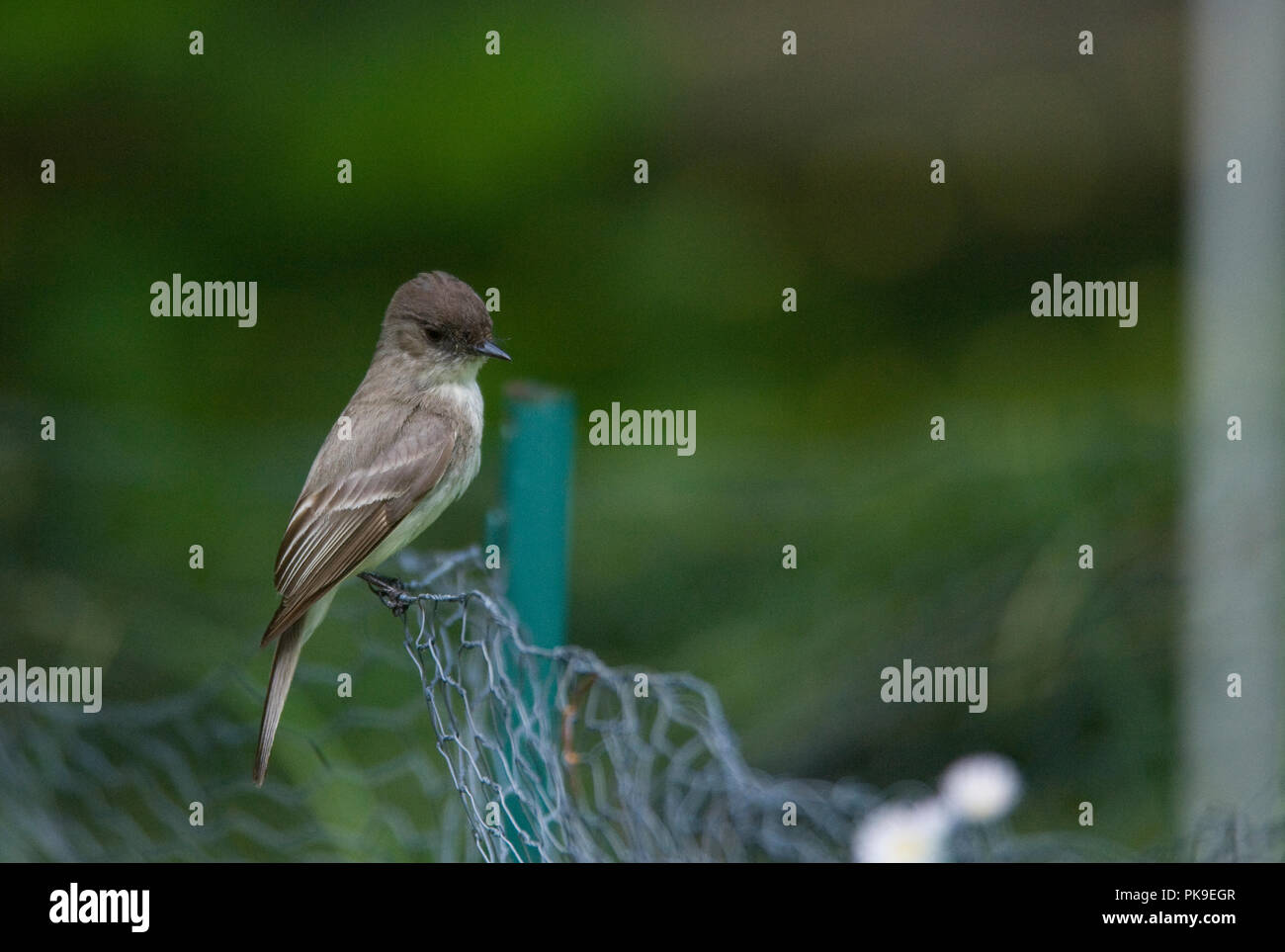 Eastern Phoebe; Sayornis phoebe Stock Photo - Alamy