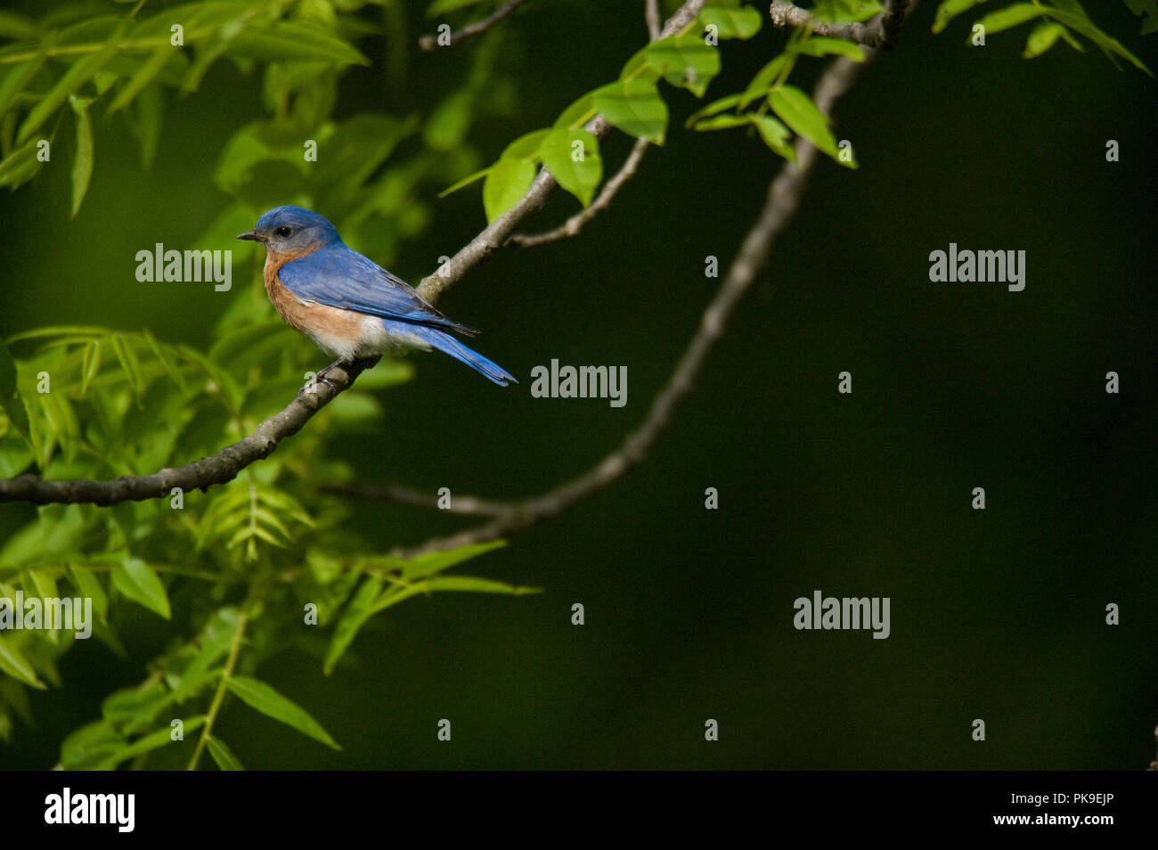 Eastern Bluebird :: Sialia sialis Stock Photo - Alamy