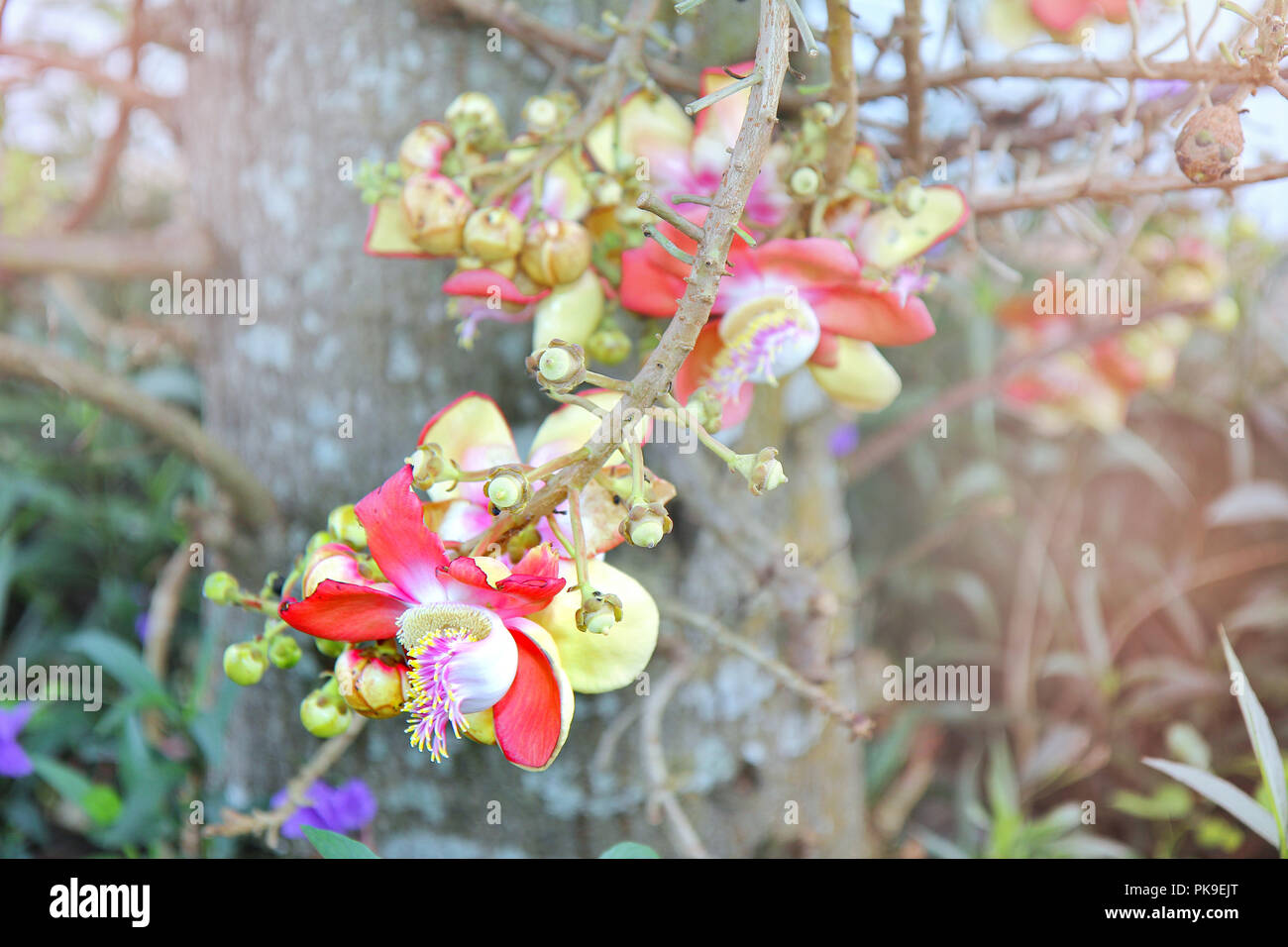 Beautiful in pink of cannonball flower (call Sal Flower in Thai) with ...