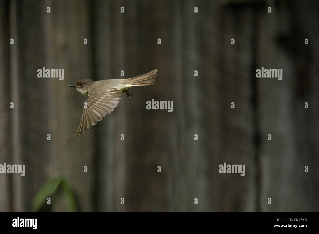 Eastern Phoebe; Sayornis phoebe Stock Photo - Alamy