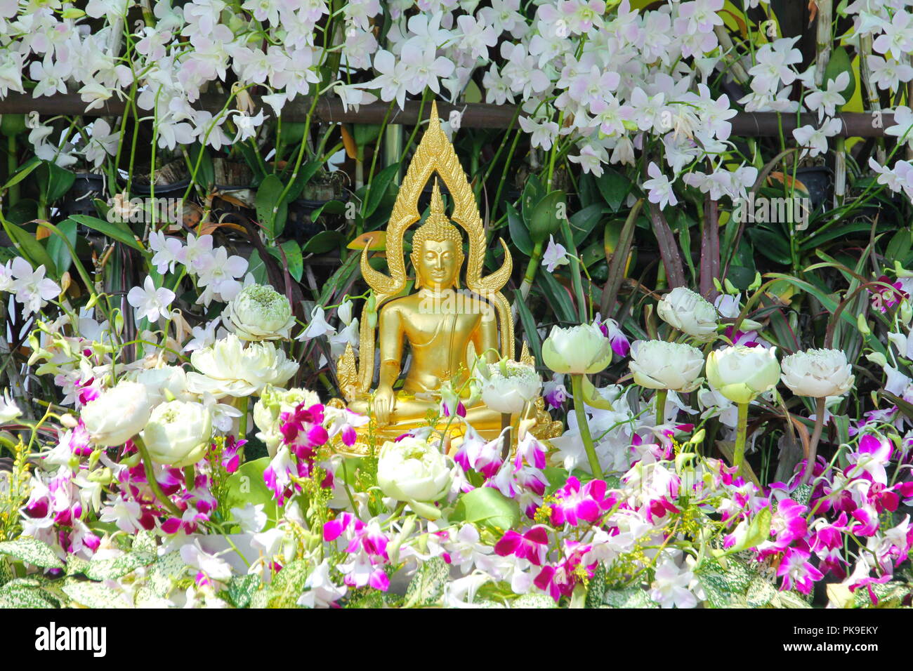 Beautiful ancient lotus flowers hi-res stock photography and images - Alamy