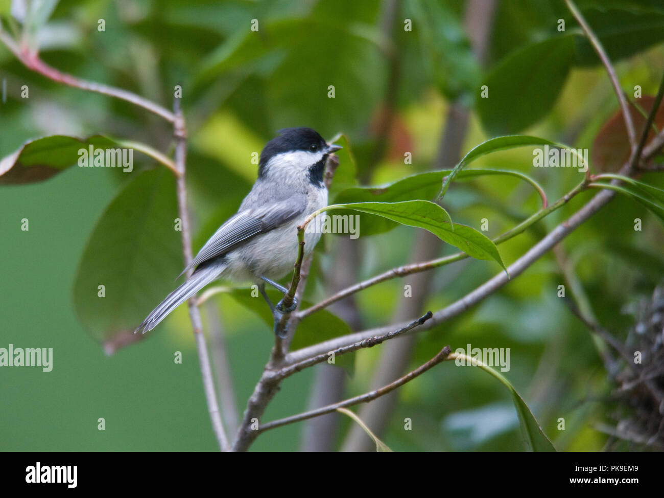 Black capped chickadee parus atricapillus tufted hi-res stock ...