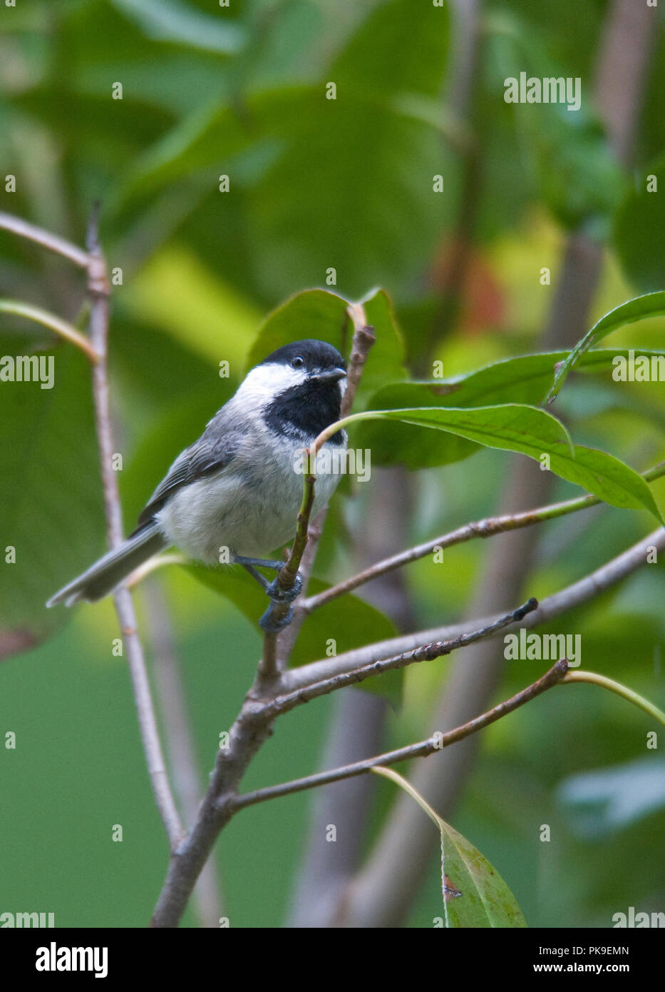 Black capped chickadee parus atricapillus tufted hi-res stock ...