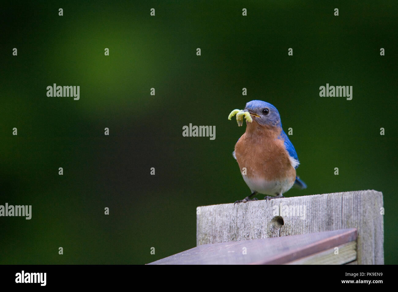 Eastern Bluebird :: Sialia sialis Stock Photo - Alamy