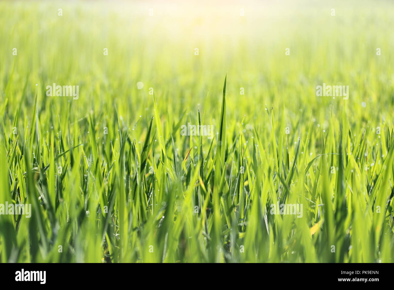 Rice field with early morning light,texture and background Stock Photo ...