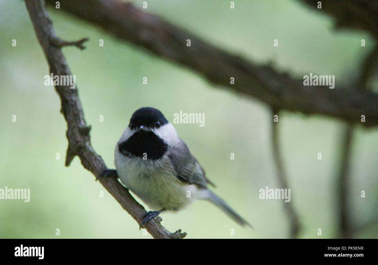 Black-capped Chickadee :: Poecile atricapillus Stock Photo - Alamy