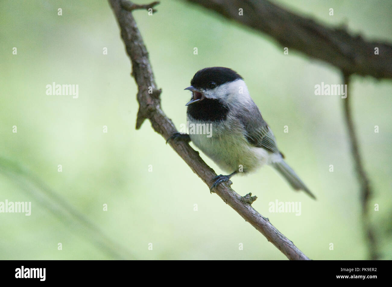 Black capped chickadee parus atricapillus tufted hi-res stock ...