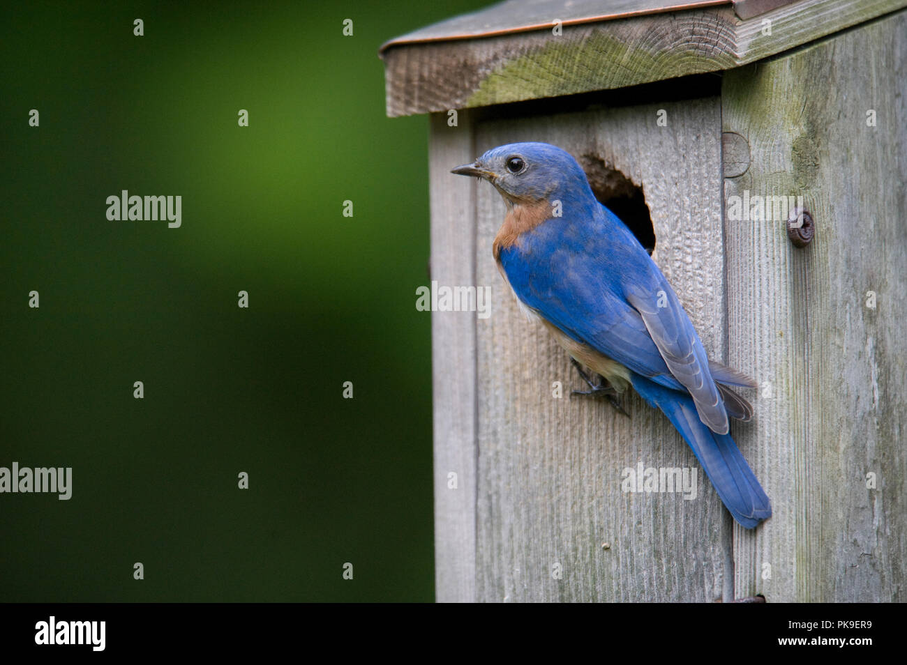 Eastern Bluebird :: Sialia sialis Stock Photo - Alamy