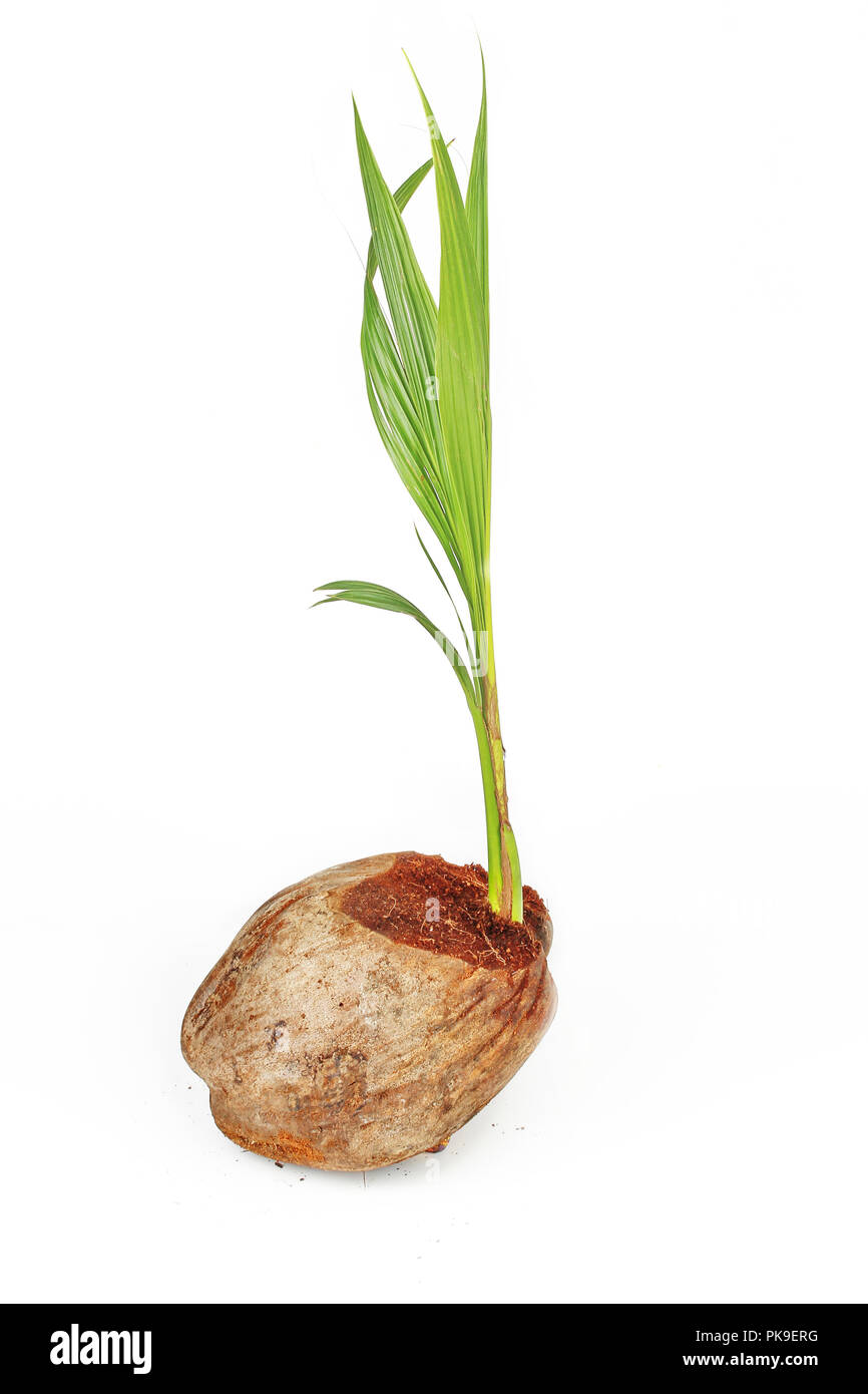 Early varieties of dwarf aromatic coconut tree ,(coconut perfume ...