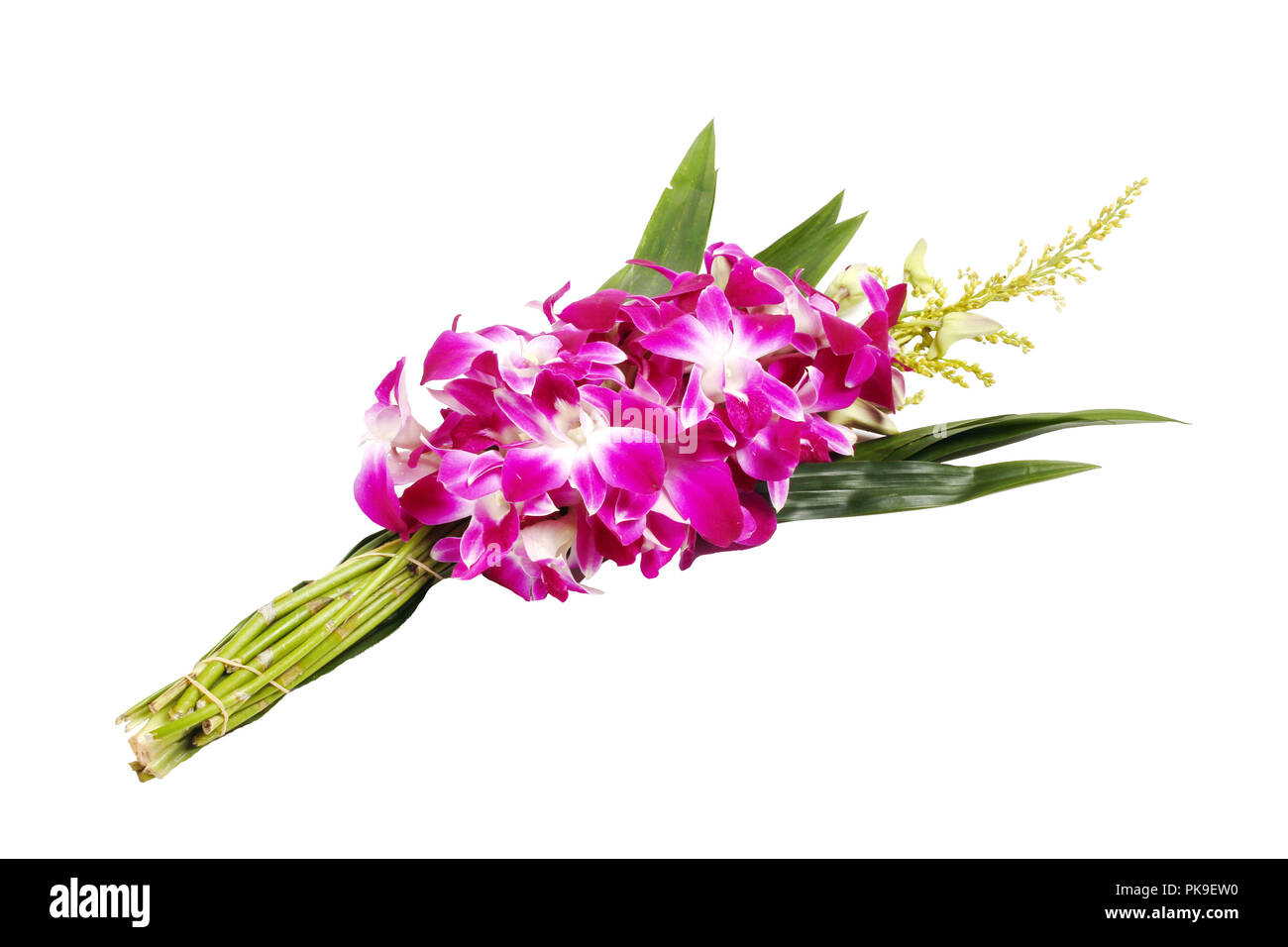 Isolated of Violet orchid with pandan for Buddhist begging to success ...
