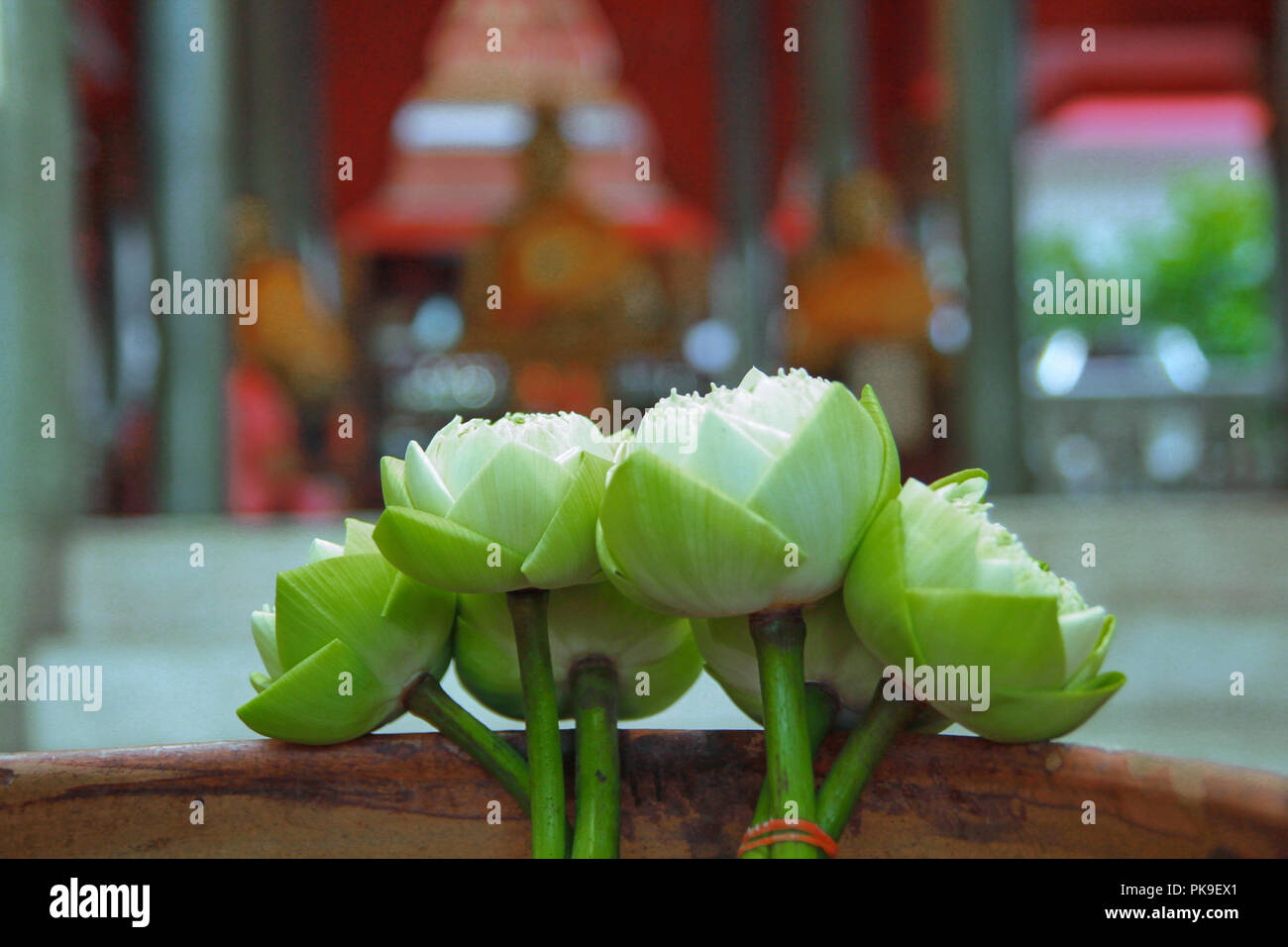 White-green lotus for Buddhist begging in temple Stock Photo - Alamy