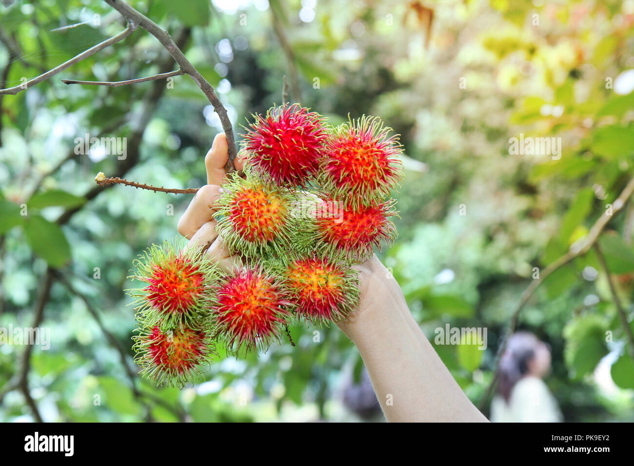 How to grow rambutan tree hi-res stock photography and images - Alamy