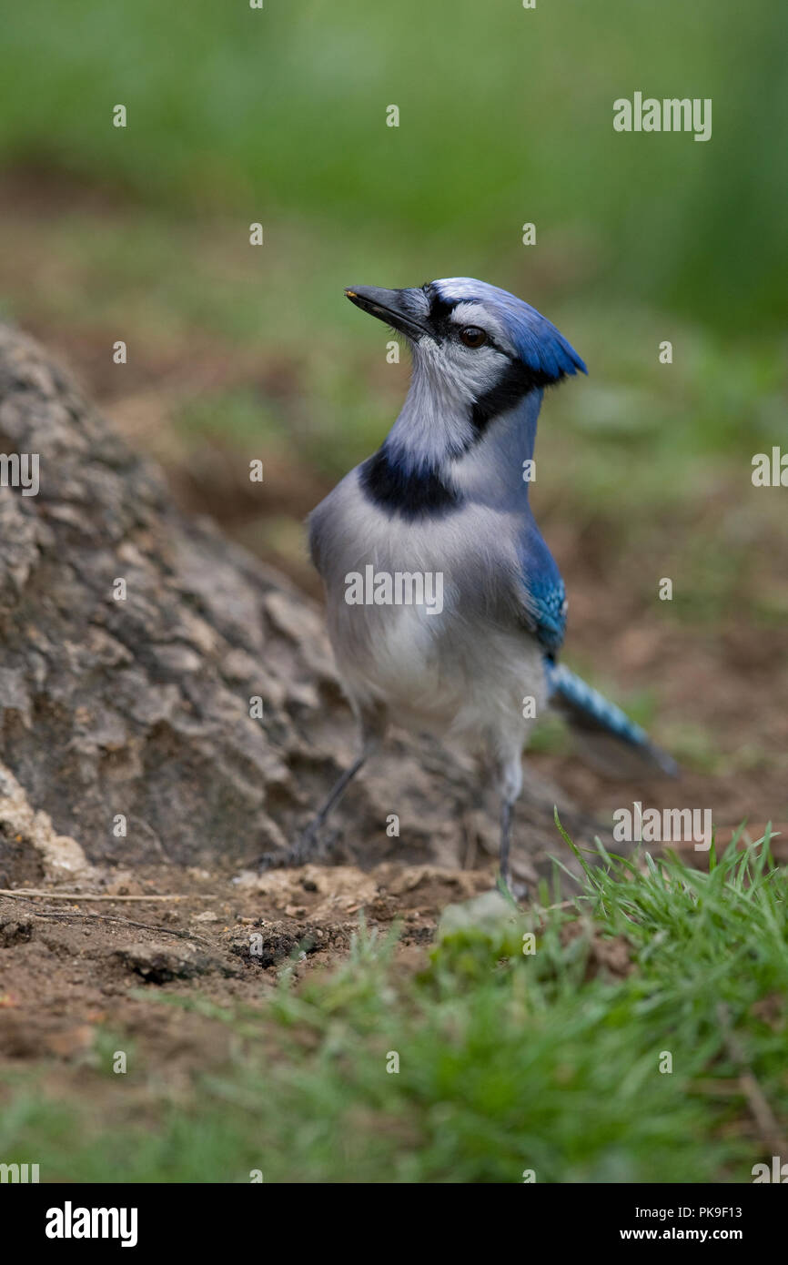 Blue jay :: Cyanocitta cristata Stock Photo - Alamy