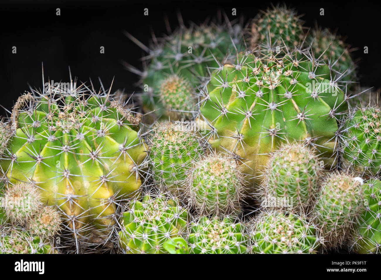 Cactus plant. Small round cacti. Green cacti. Many cacti on the ground ...