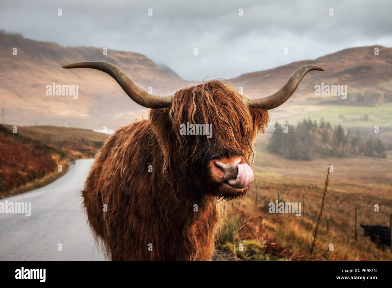 Cheeky Highland Cow on the Isle of Skye Stock Photo - Alamy