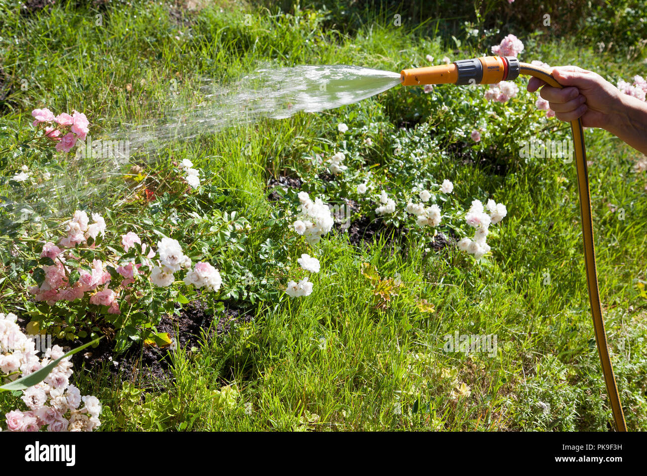 Hand irrigation hi-res stock photography and images - Alamy