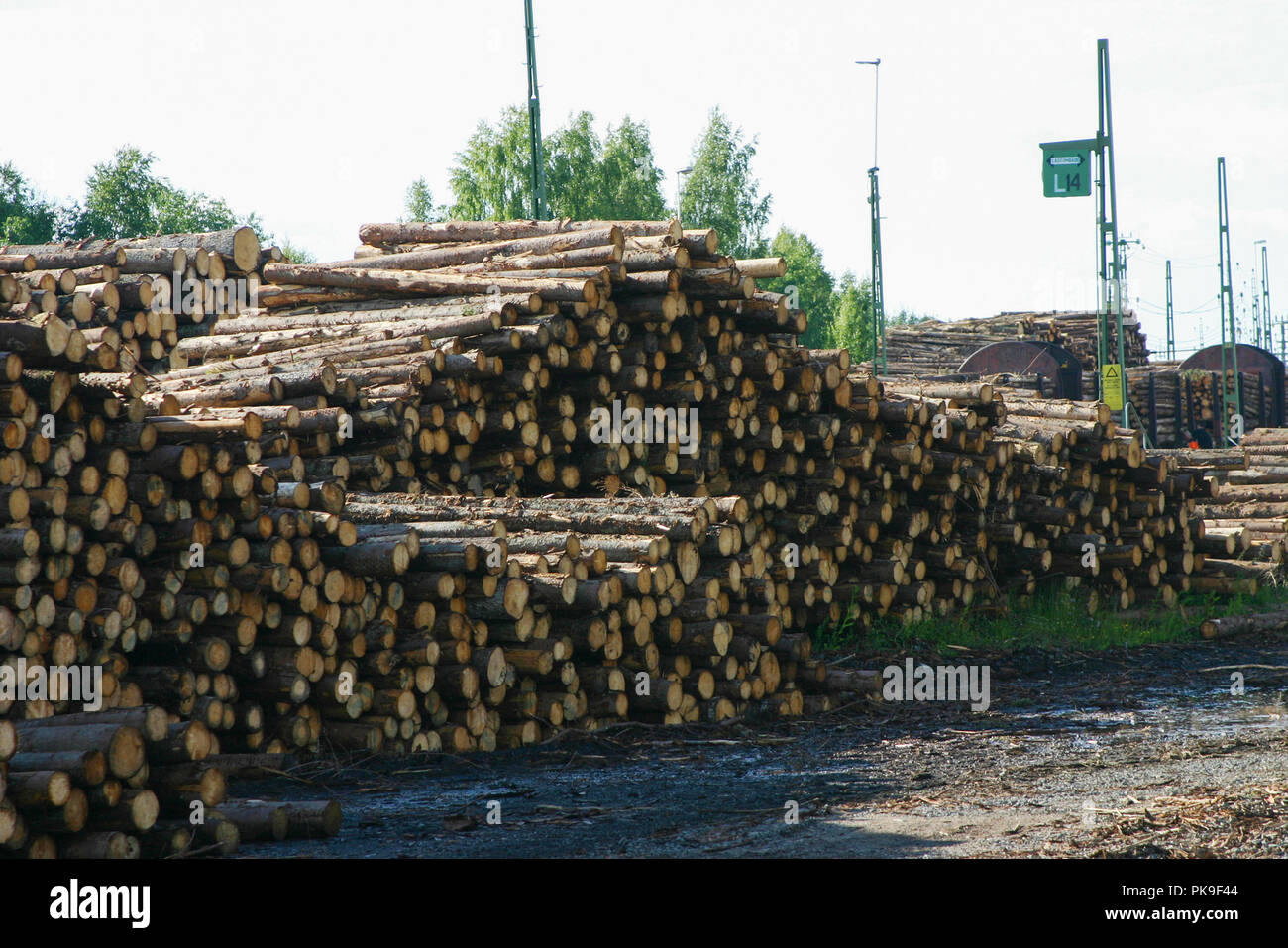 TIMBER FOR PAPER MILLS 2004 lots of timber after large forests suffered ...