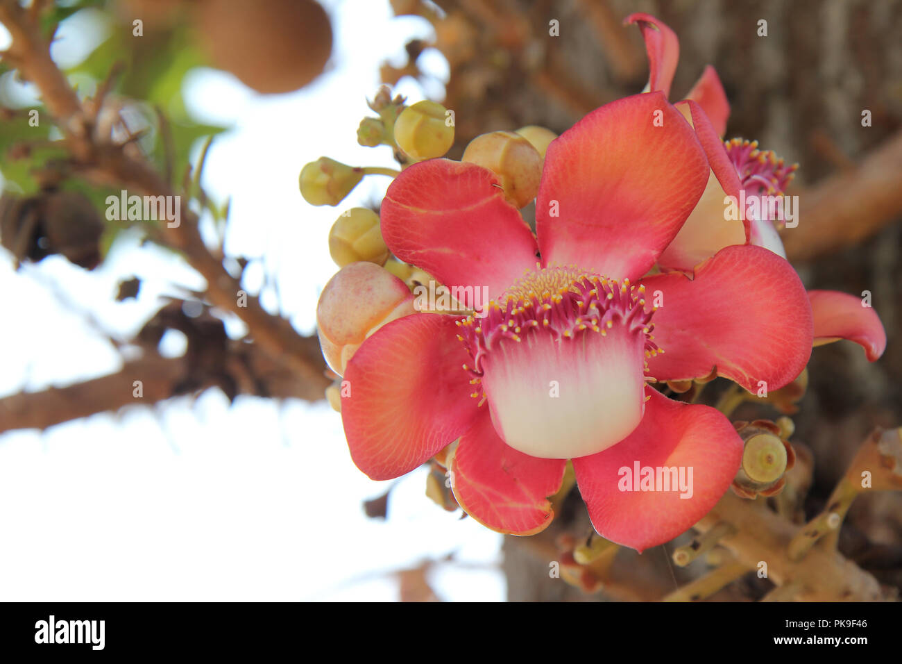 Sal Flower High Resolution Stock Photography and Images - Alamy
