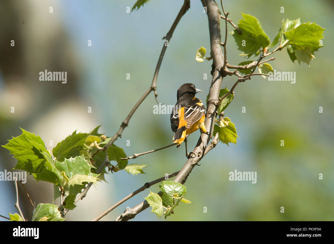 Male Baltimore Oriole. Baltimore Oriole :: Icterus galbula Stock Photo ...