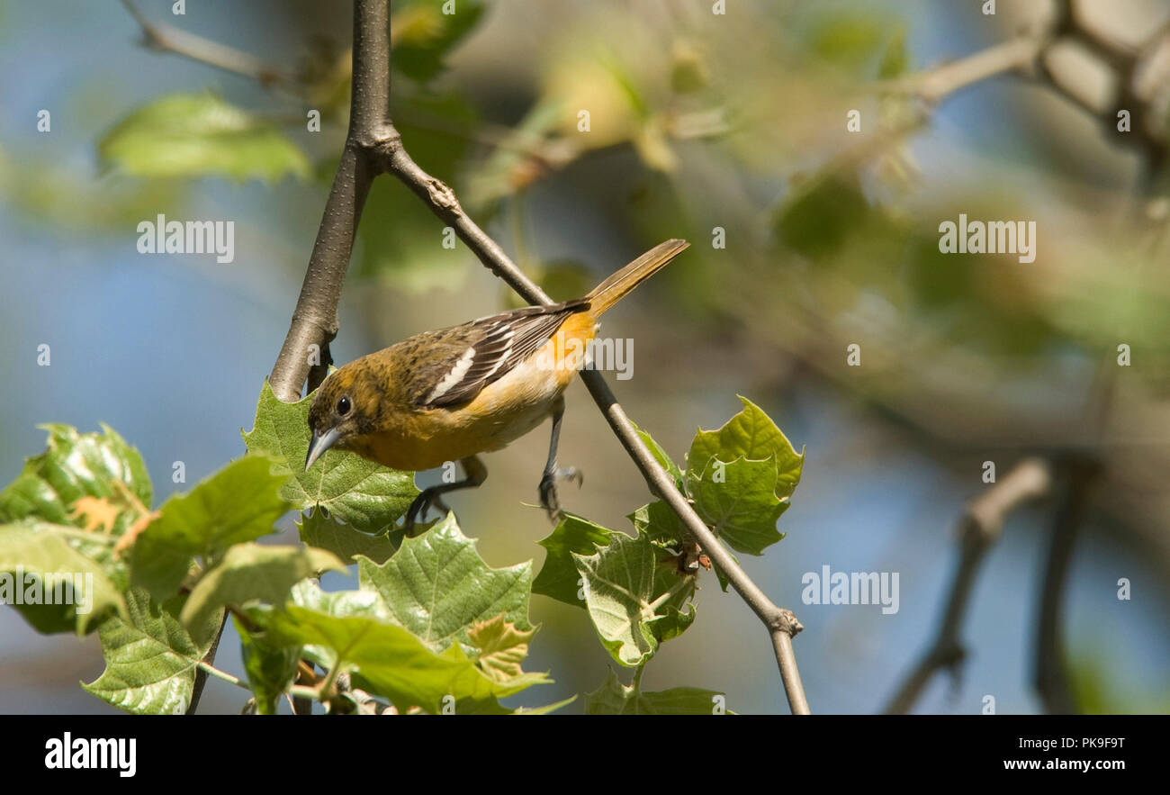 Female Baltimore Oriole. Baltimore Oriole :: Icterus galbula Stock ...