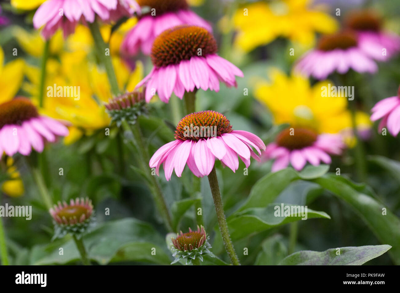 Echinacea sunseekers pink hi-res stock photography and images - Alamy
