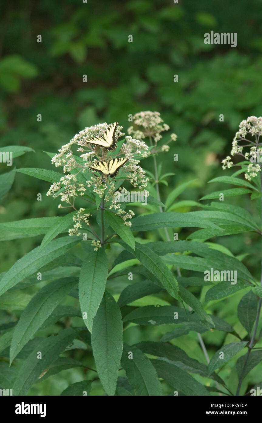 Tiger Swallowtail; Pterourus glaucus Spotted Joe-Pye Weed Stock Photo ...