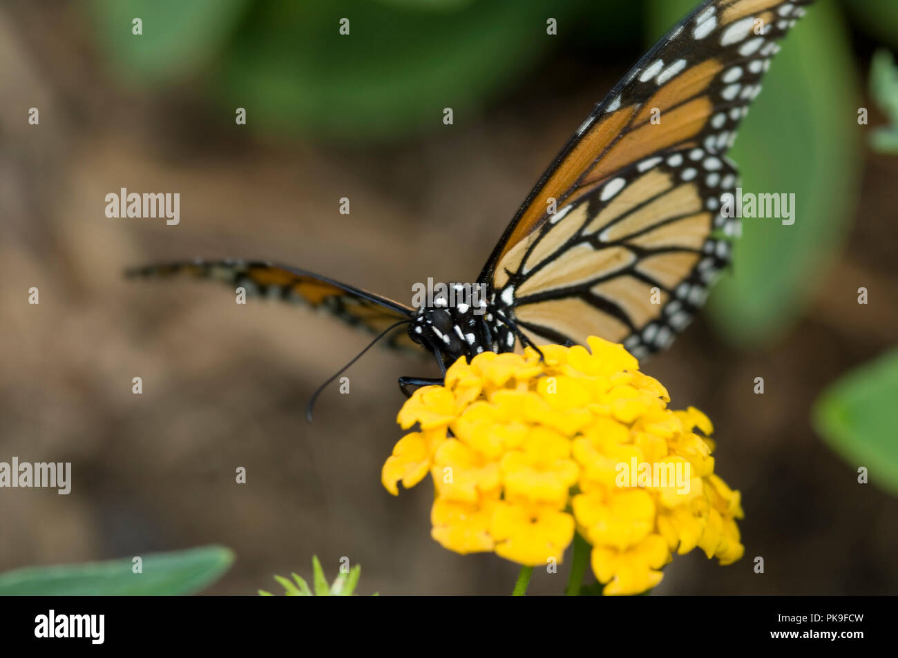 Monarch butterfly :: Danaus plexippus Stock Photo - Alamy Monarch butterfly :: Danaus plexippus Stock Photo - Alamy