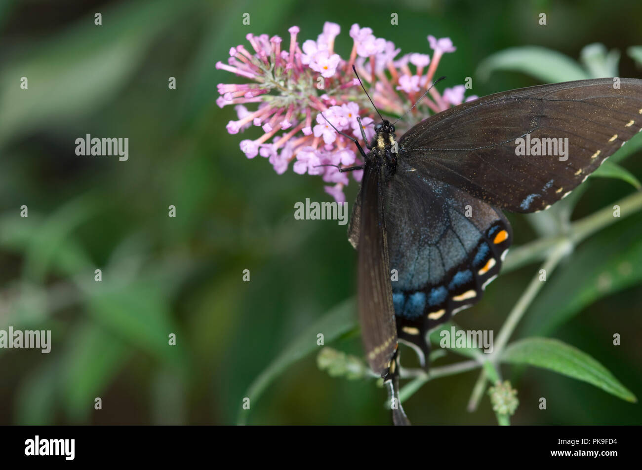 (dark)Tiger Swallowtail; Pterourus glaucus Stock Photo - Alamy