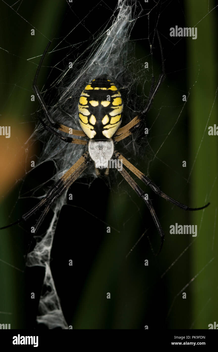 Watermelon spider hi-res stock photography and images - Alamy