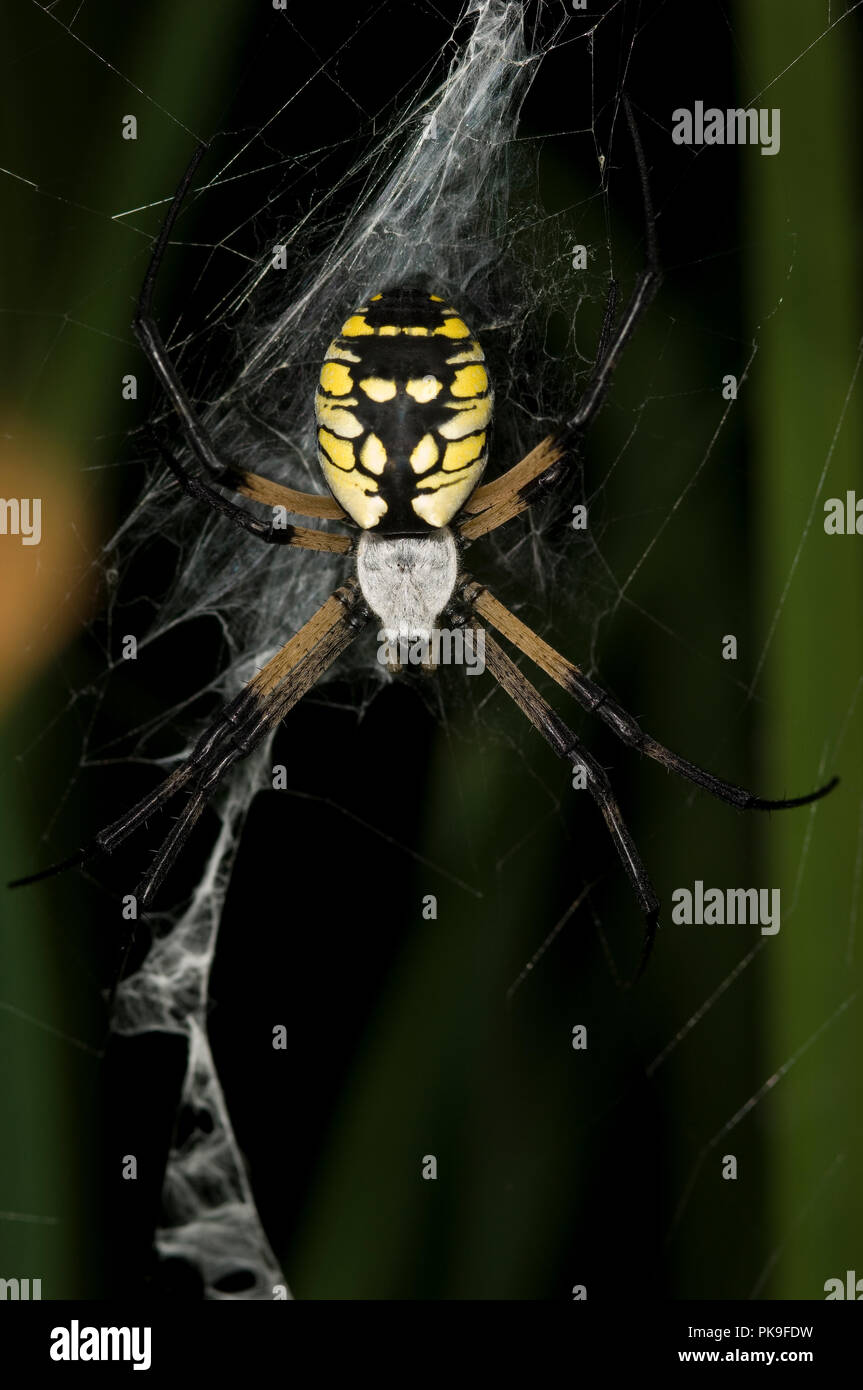 Golden Garden Spider, Yellow Argiope :: Argiope aurantia Stock Photo ...