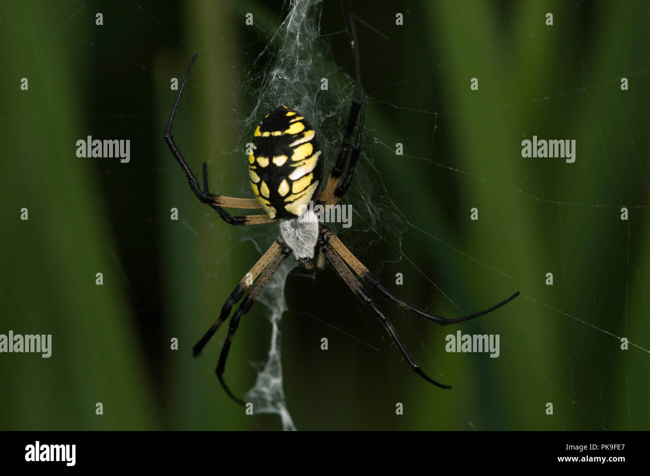 Watermelon Spider High Resolution Stock Photography and Images - Alamy