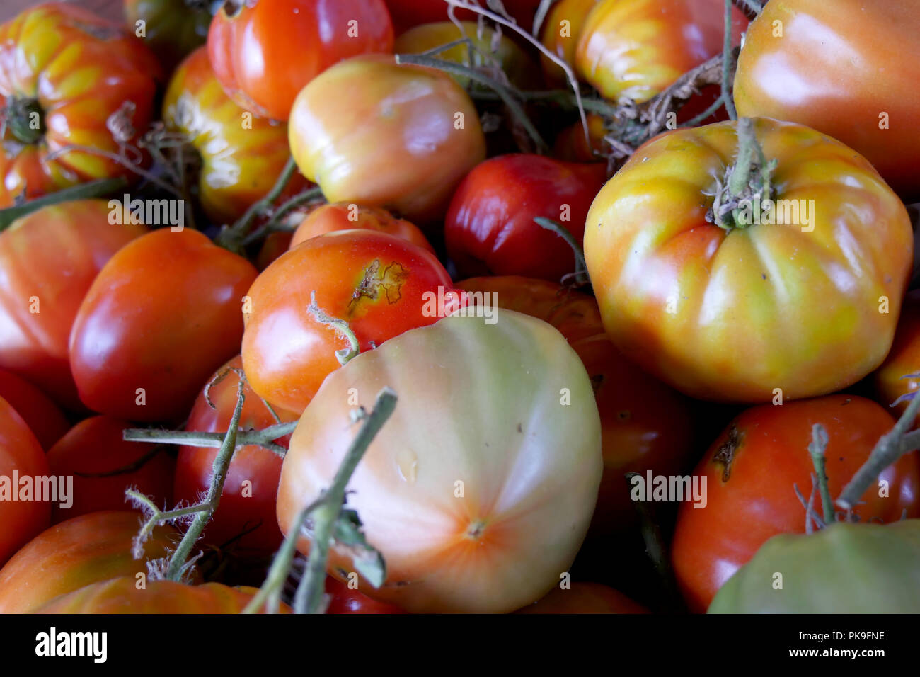 the different rustic tomatoes from the garden Stock Photo - Alamy