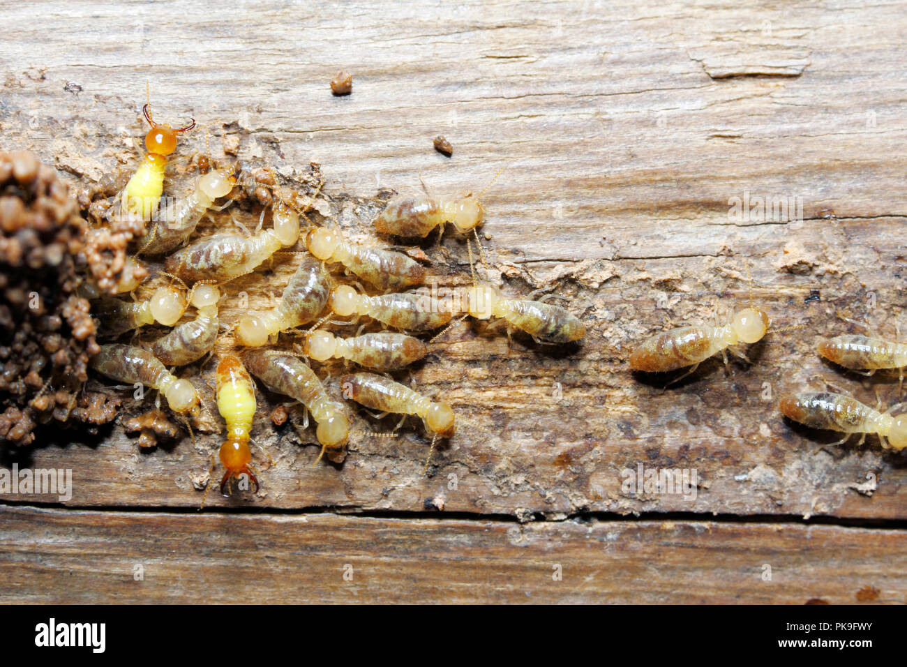 Termites Outside House